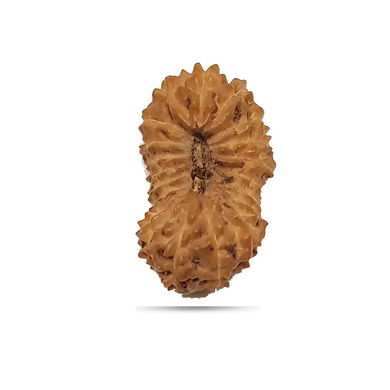 Original 21 mukhi Rudraksha Bead from Indonesia